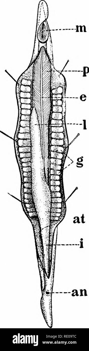 . Amphioxus and the ancestry of the vertebrates. Amphioxus; Sea squirts ...