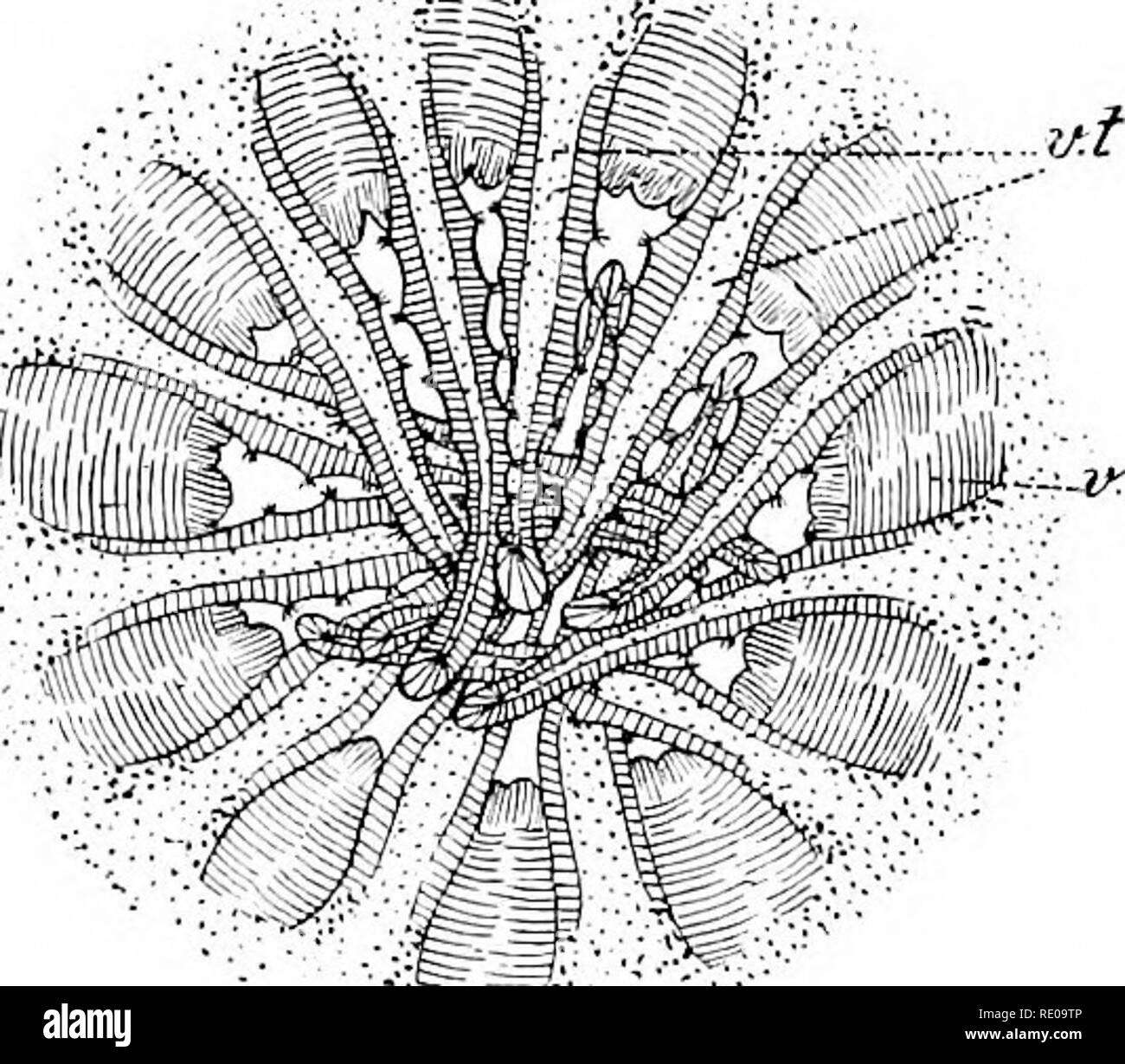 . Amphioxus and the ancestry of the vertebrates. Amphioxus; Sea squirts ...