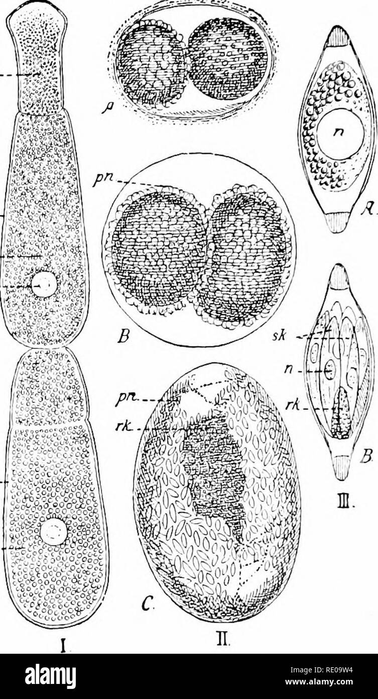 Sporozoites hi-res stock photography and images - Alamy