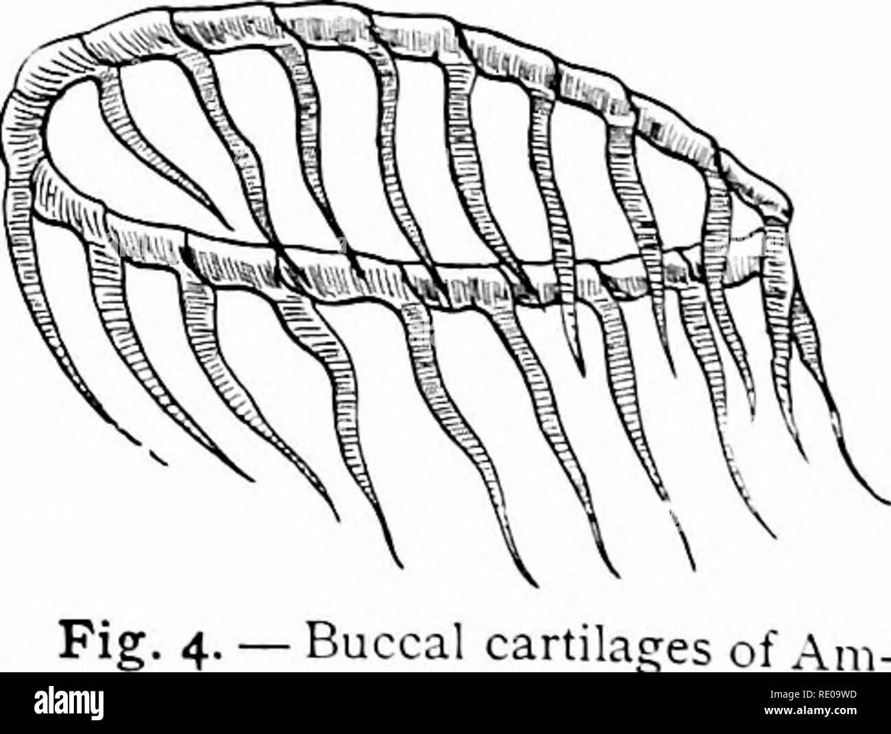 . Amphioxus and the ancestry of the vertebrates. Amphioxus; Sea squirts ...
