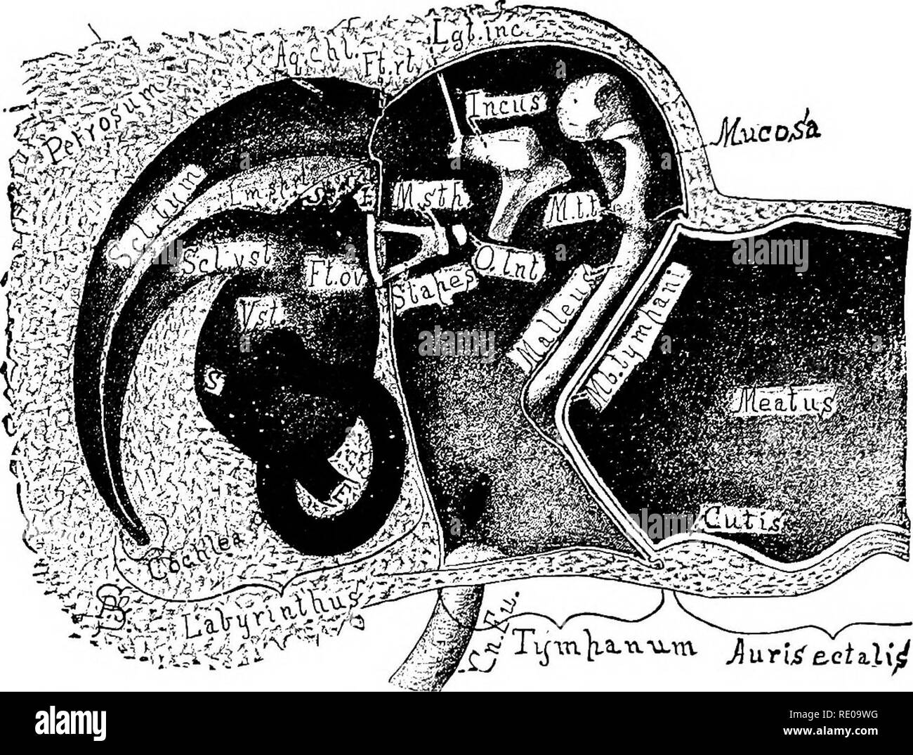 Common cat's ear hi-res stock photography and images - Alamy
