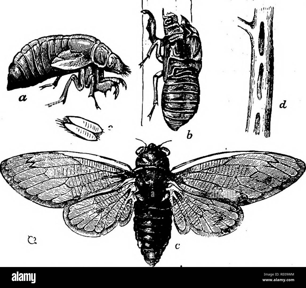 Locust variety hi-res stock photography and images - Alamy