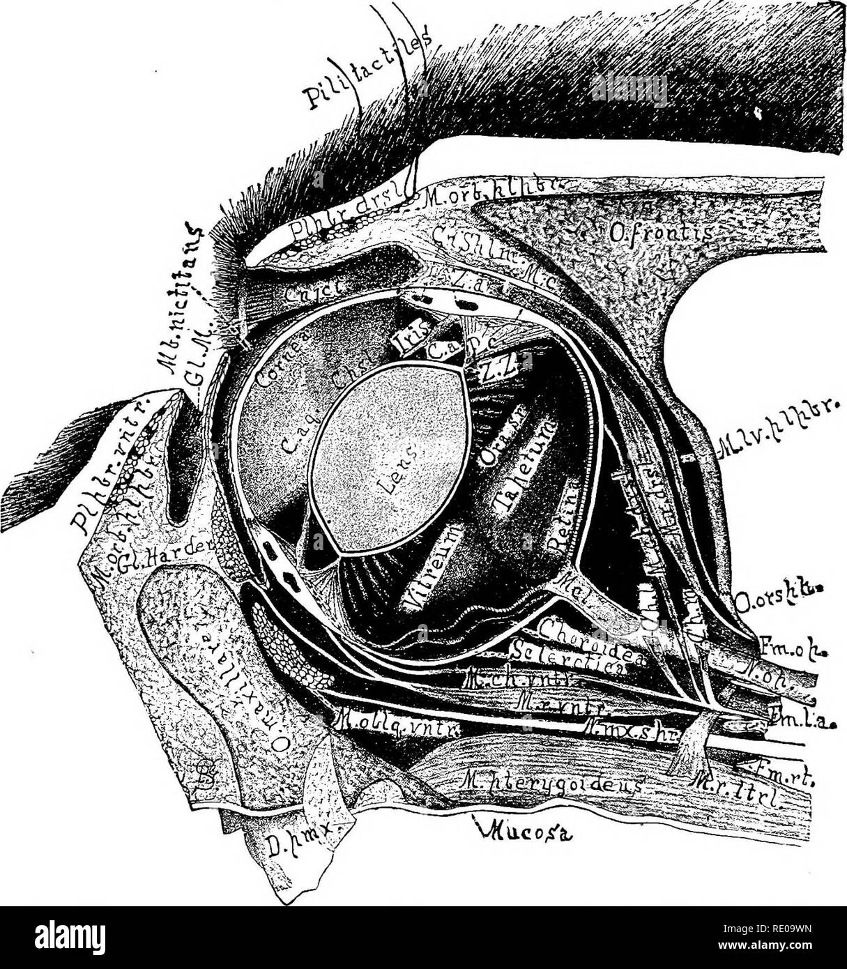 . Anatomical technology as applied to the domestic cat; an introduction ...