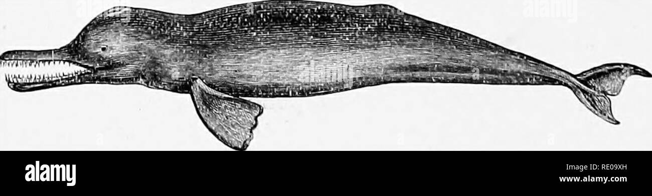 . An introduction to the study of mammals living and extinct. Mammals ...