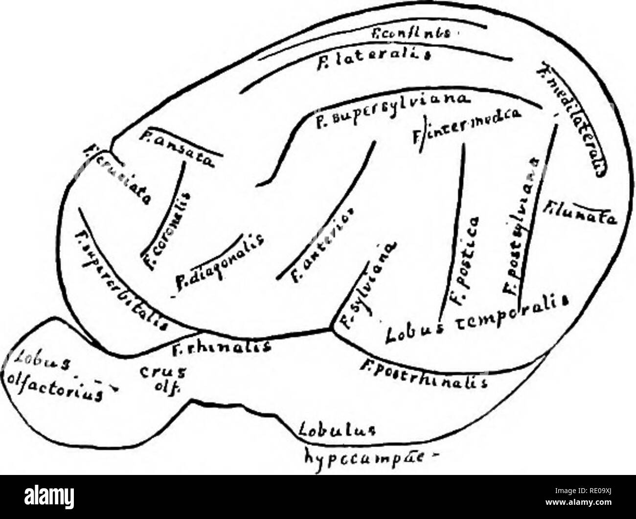 . Anatomical technology as applied to the domestic cat; an introduction ...