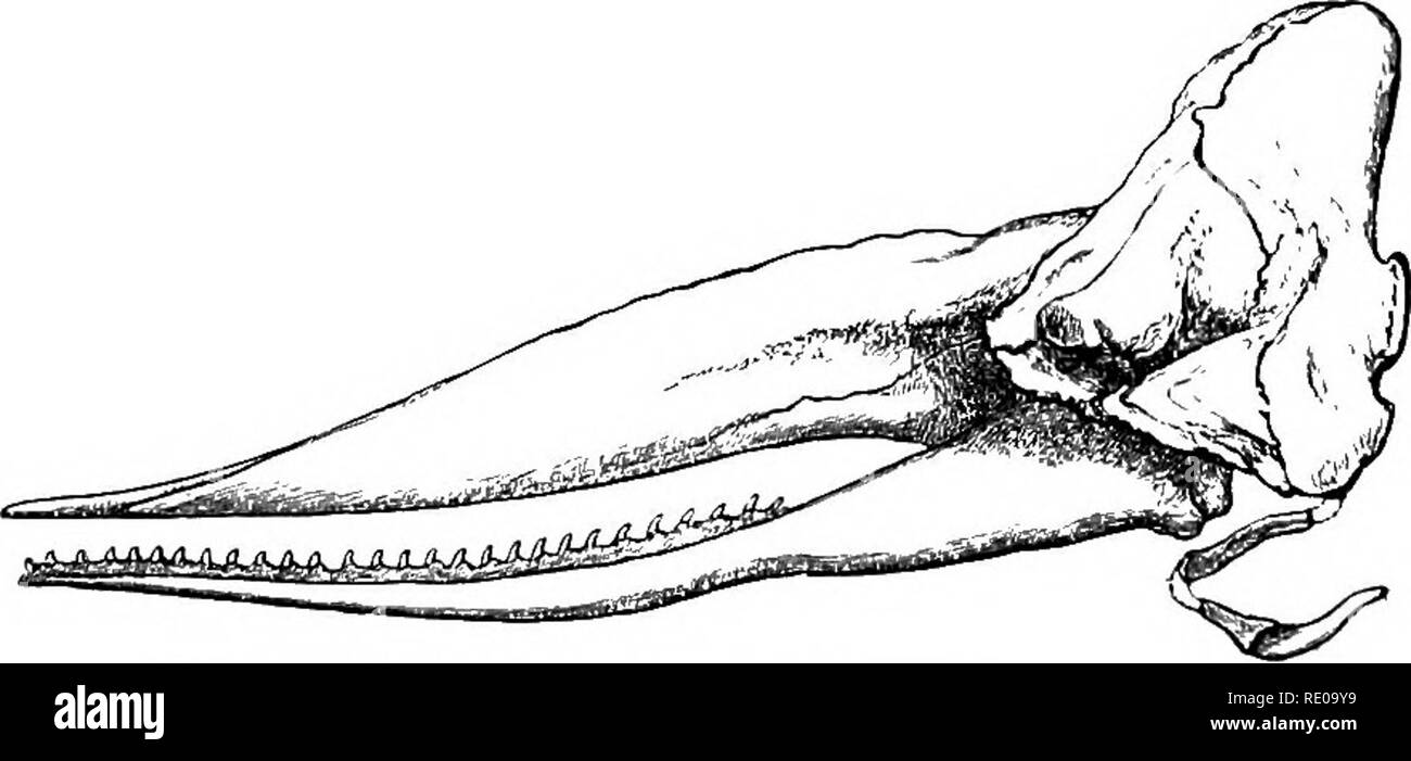 . An introduction to the study of mammals living and extinct. Mammals ...