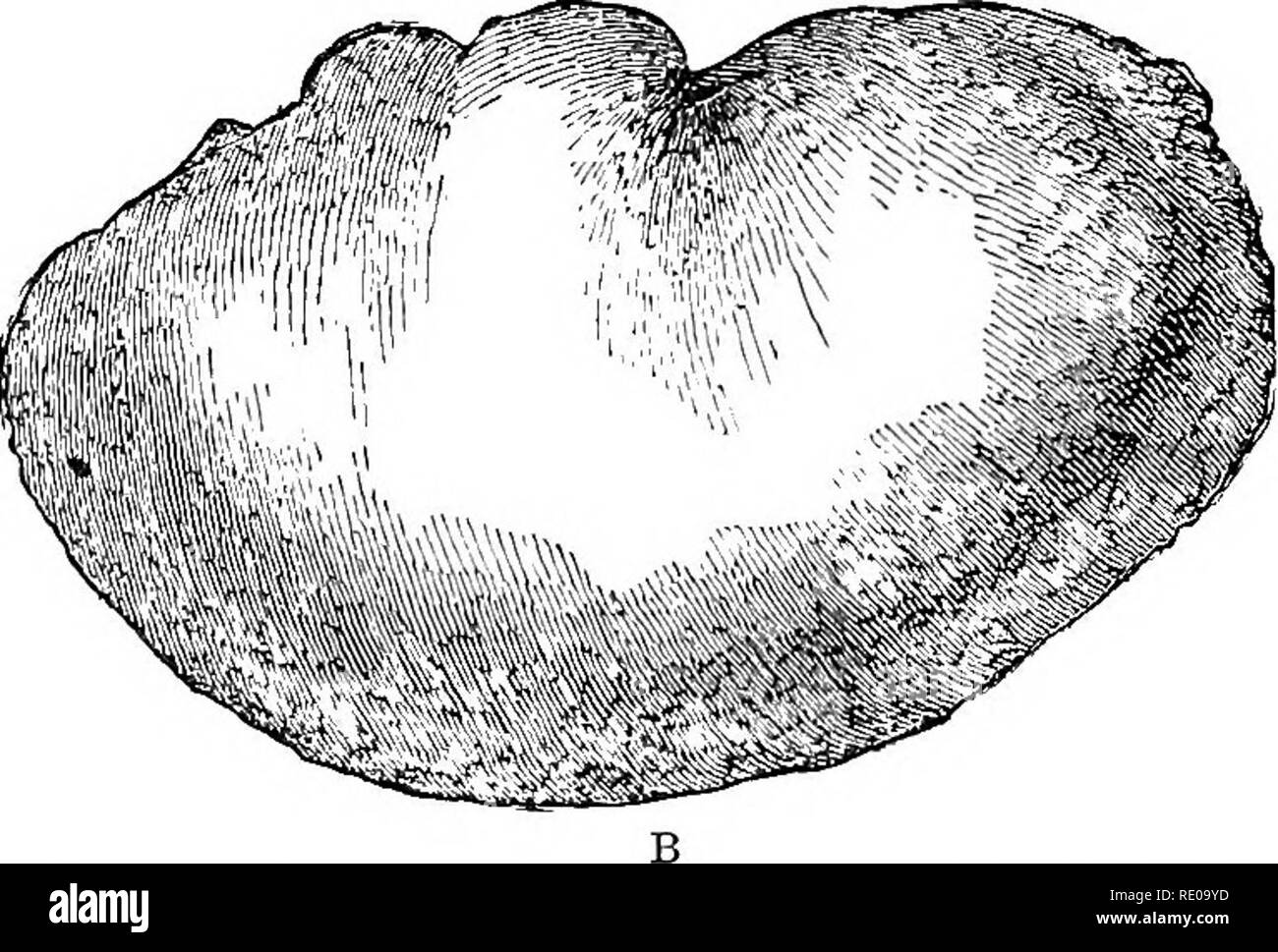 Falcate dorsal fin hi-res stock photography and images - Alamy