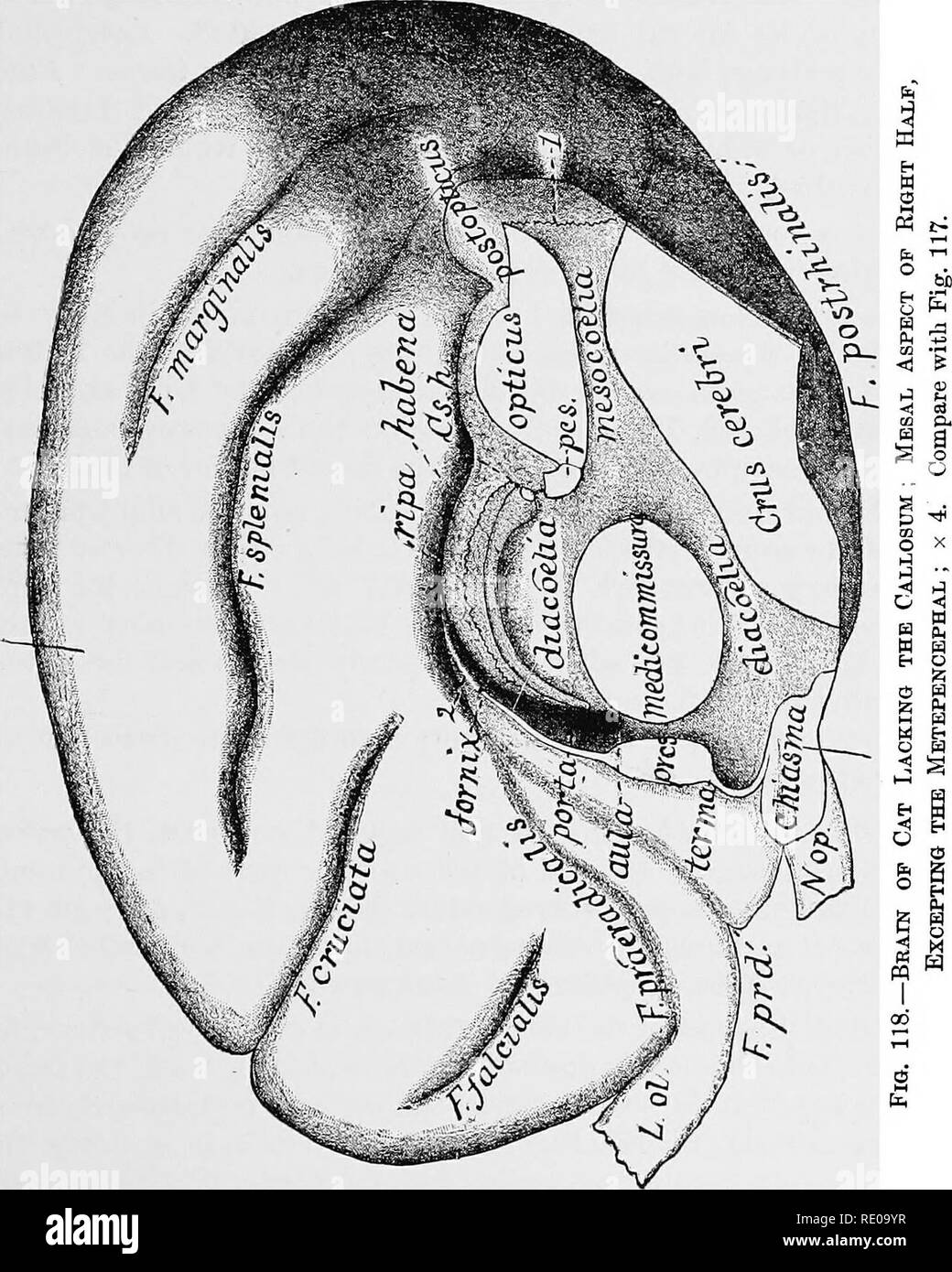 Cat brain anatomy Black and White Stock Photos & Images - Alamy