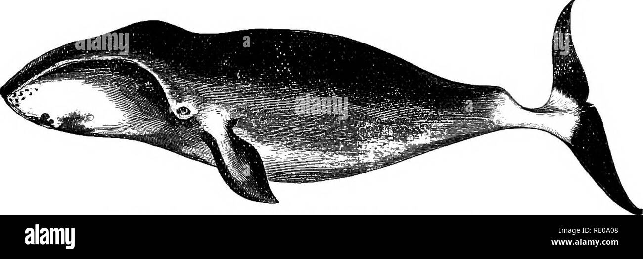 . An introduction to the study of mammals living and extinct. Mammals ...