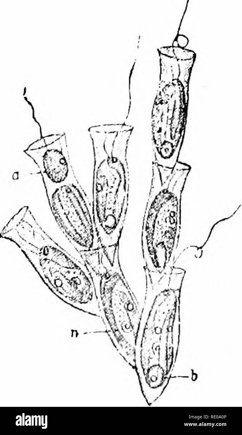 . A manual of zoology. Zoology. iiOO PROTOZOA. Class II. Flagellata ...