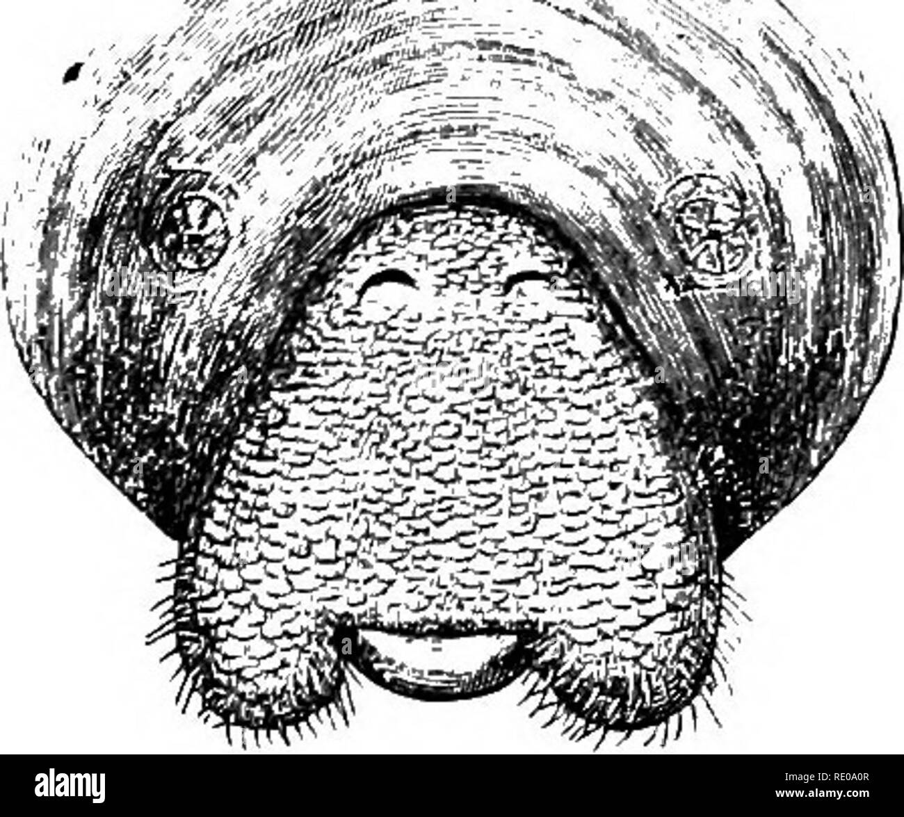 . An introduction to the study of mammals living and extinct. Mammals ...