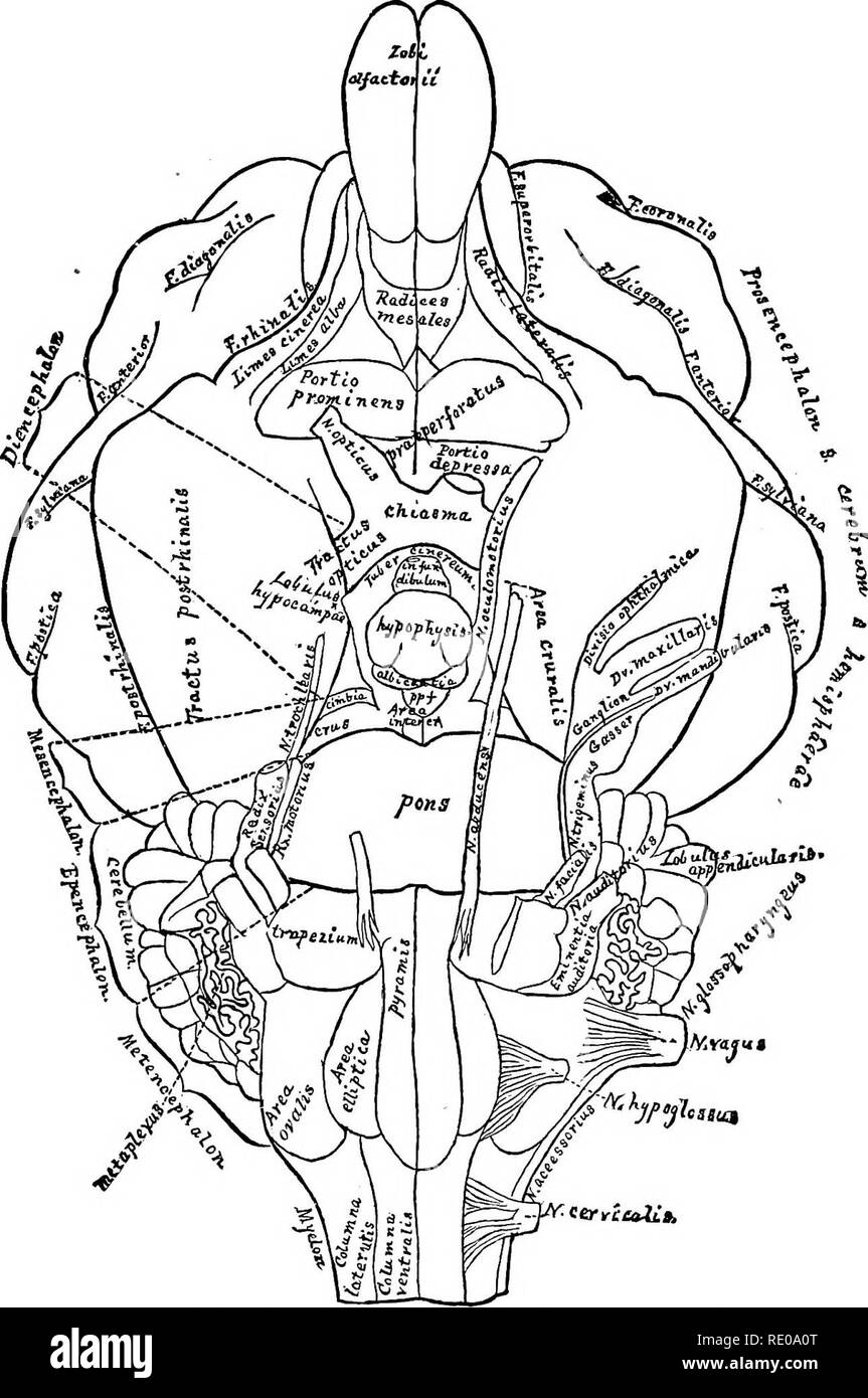 . Anatomical technology as applied to the domestic cat; an introduction ...