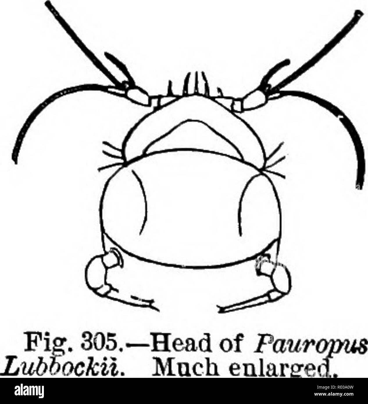 Mites in eyes hi-res stock photography and images - Alamy