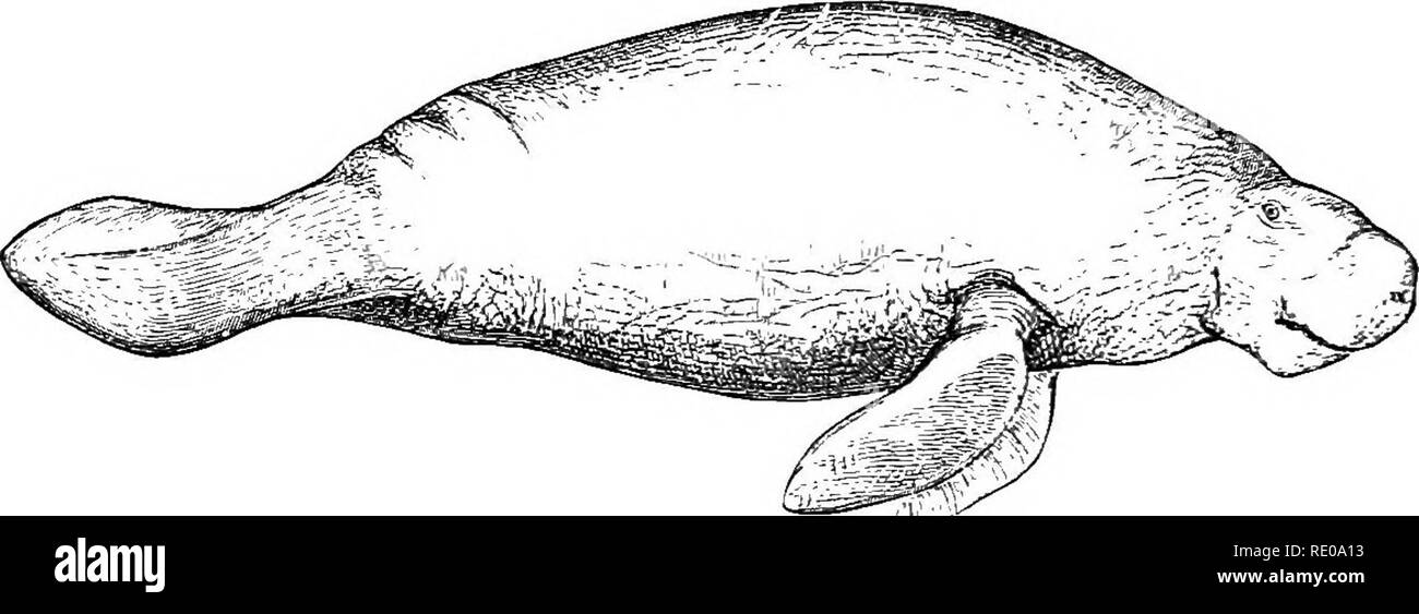 . An introduction to the study of mammals living and extinct. Mammals ...