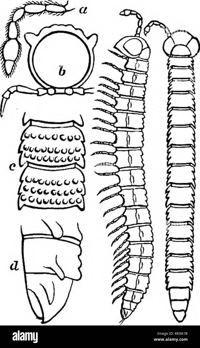 Moth dorsal view Black and White Stock Photos & Images - Alamy