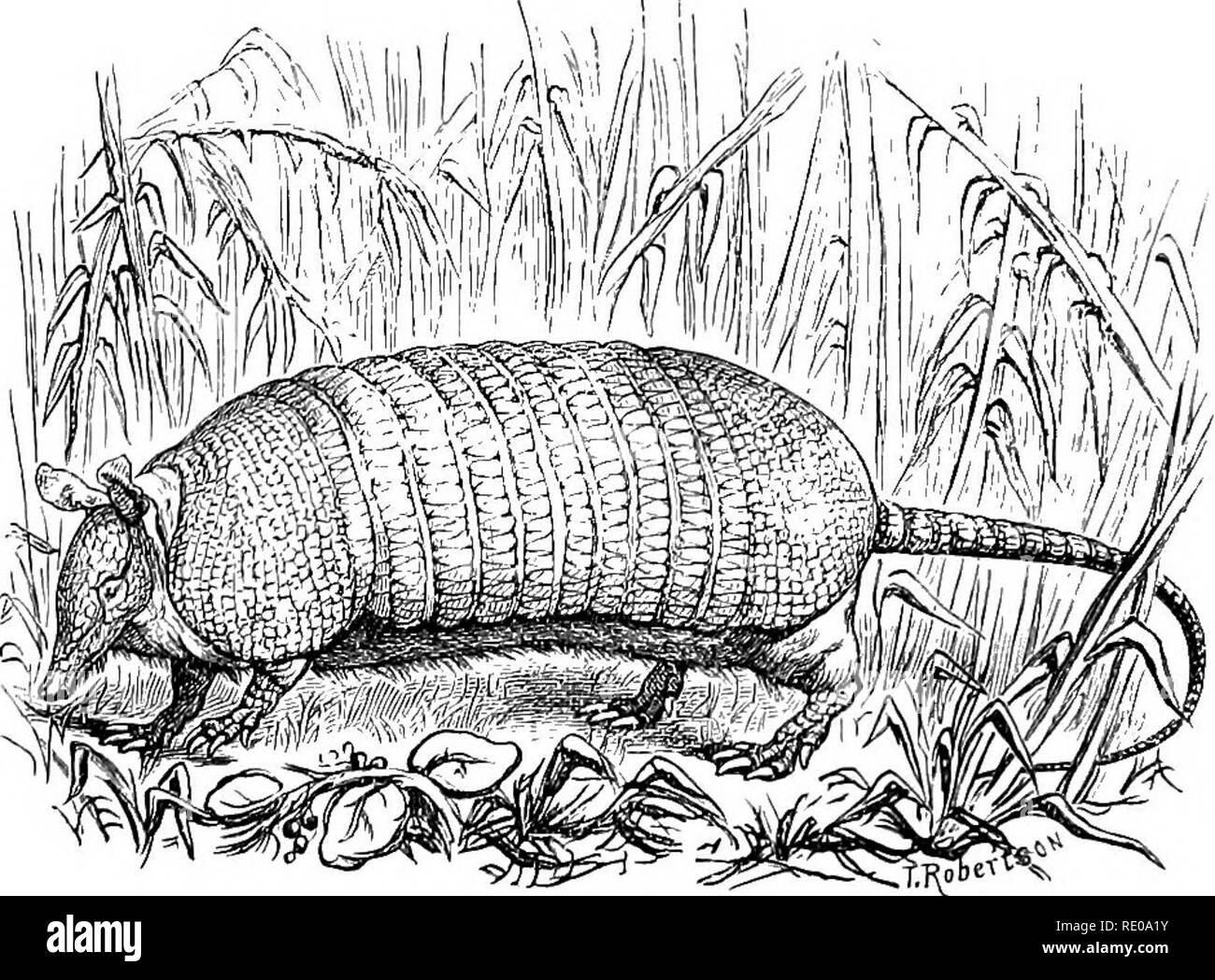 . An introduction to the study of mammals living and extinct. Mammals ...