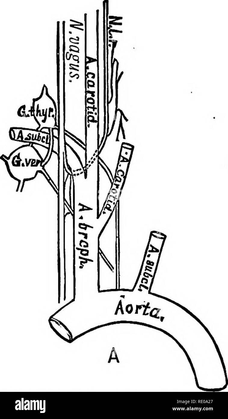 . Anatomical technology as applied to the domestic cat; an introduction ...