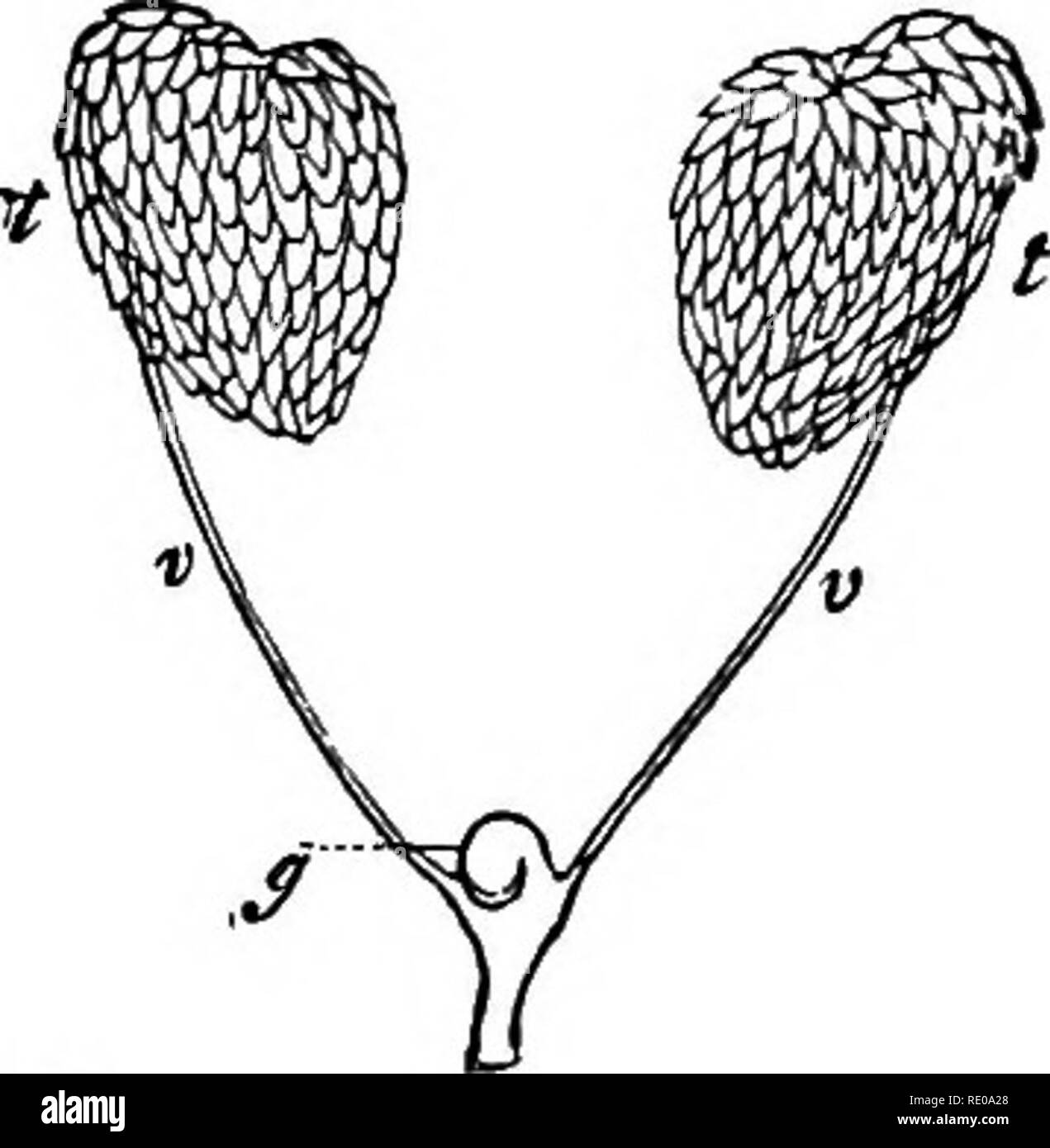 . Zoology for high schools and colleges. Zoology. .-lo. I'ig. 291.—Male ...