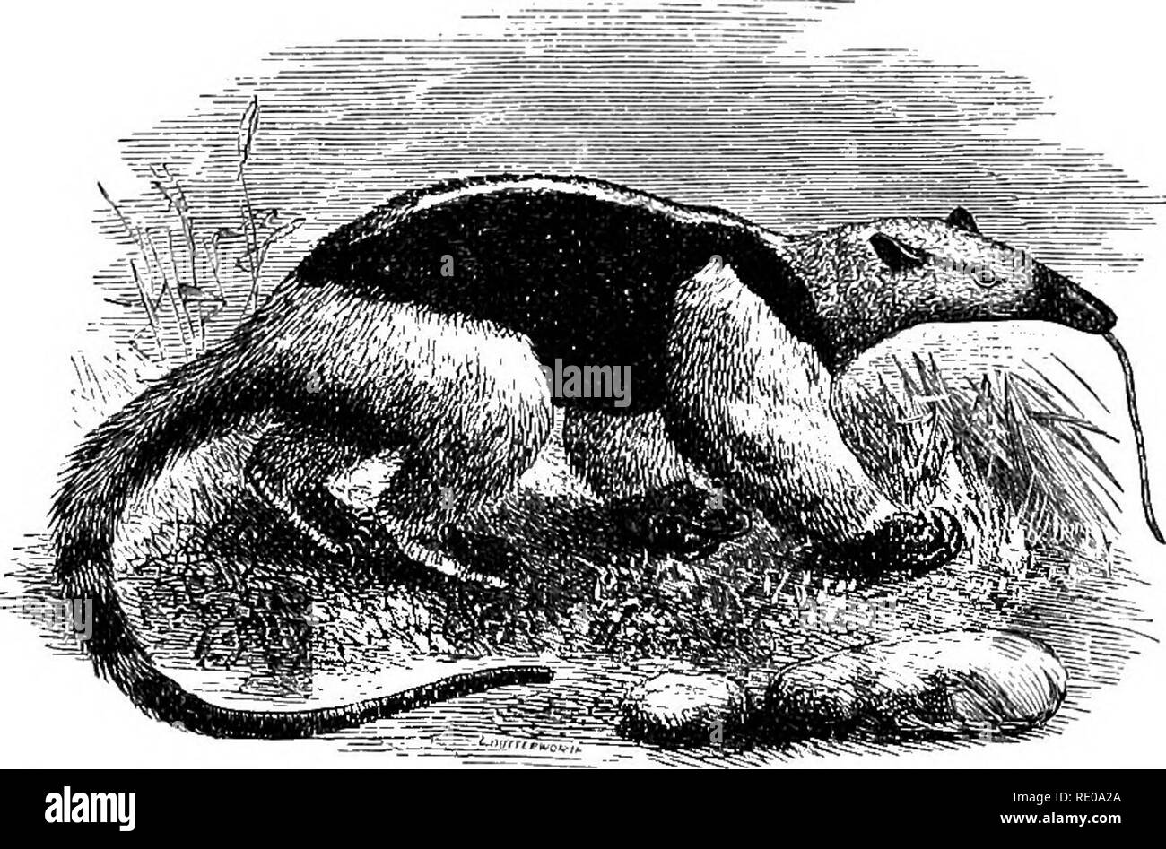 . An introduction to the study of mammals living and extinct. Mammals ...