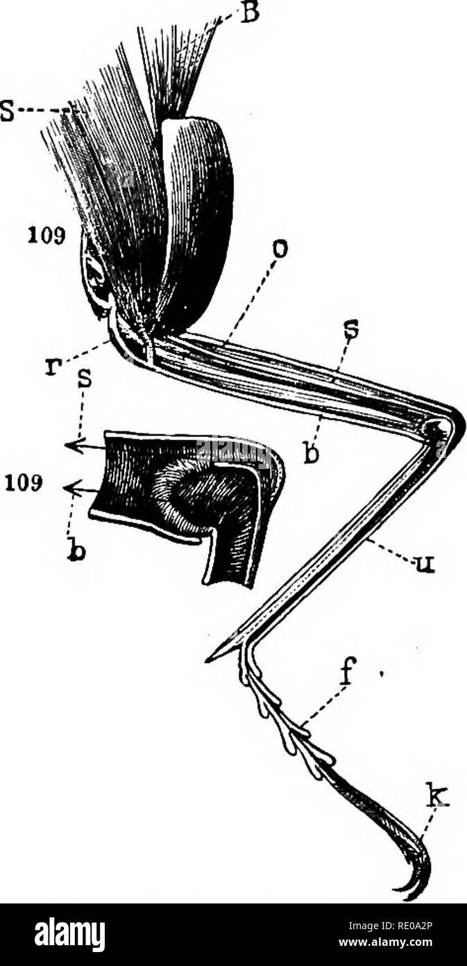 Locust anatomy Black and White Stock Photos & Images - Alamy