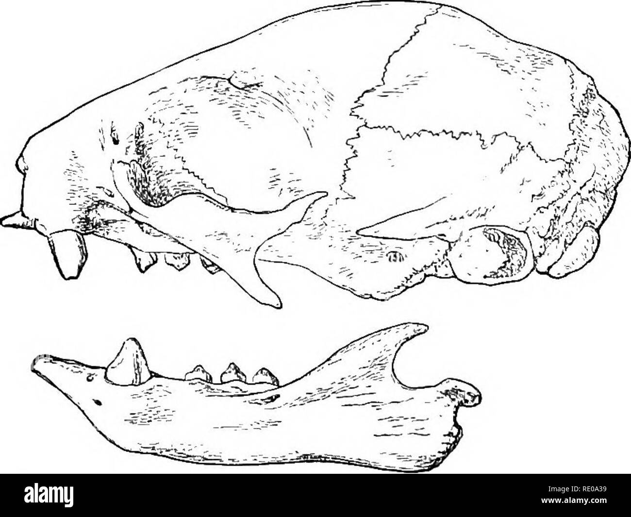 . An introduction to the study of mammals living and extinct. Mammals ...