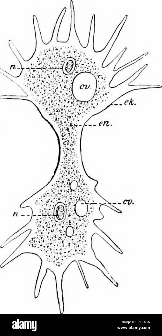Heliozoa and radiolaria hi-res stock photography and images - Alamy