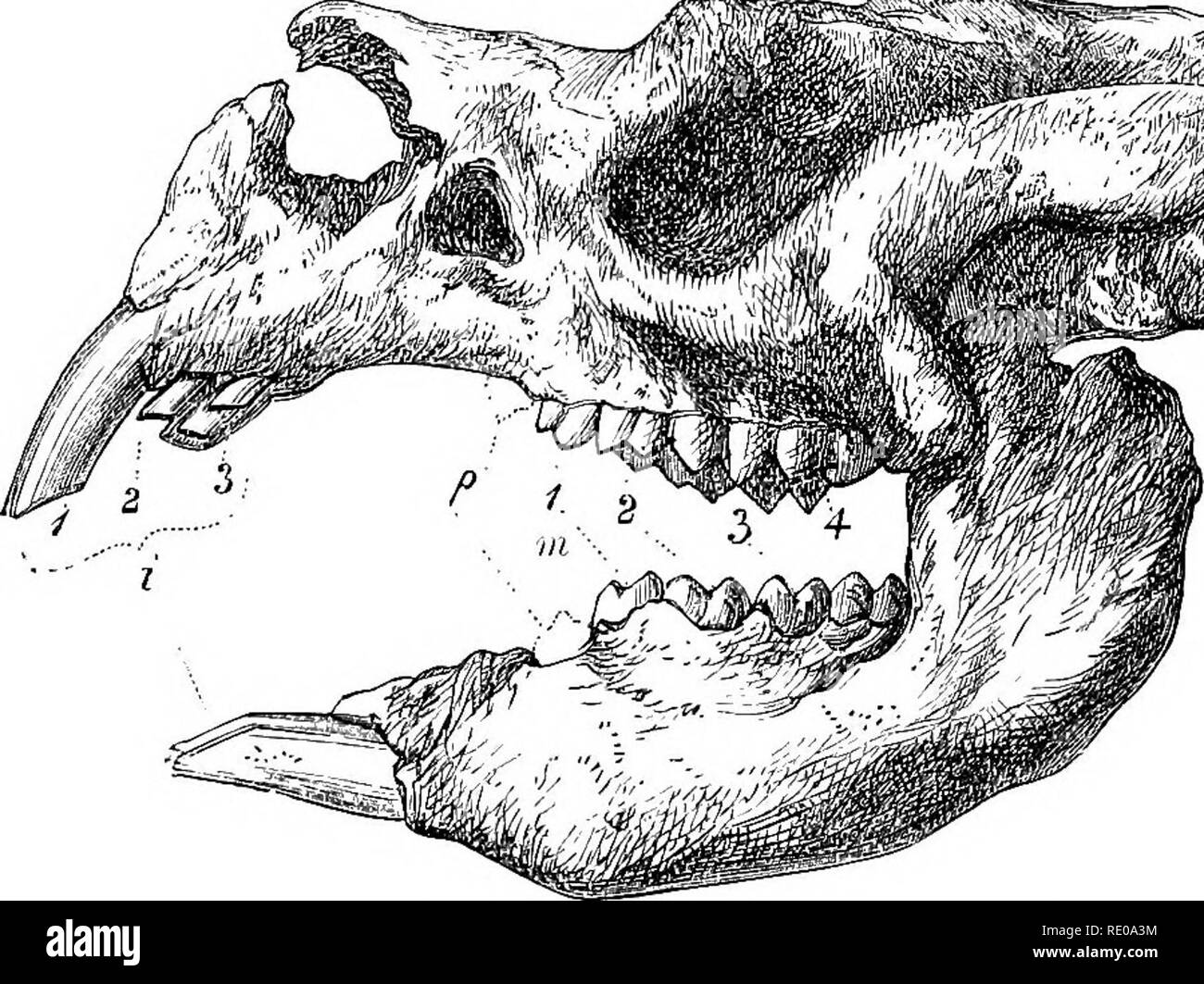 Extinct mammals australia hi-res stock photography and images - Alamy