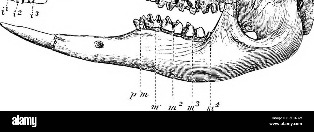 . An introduction to the study of mammals living and extinct. Mammals ...