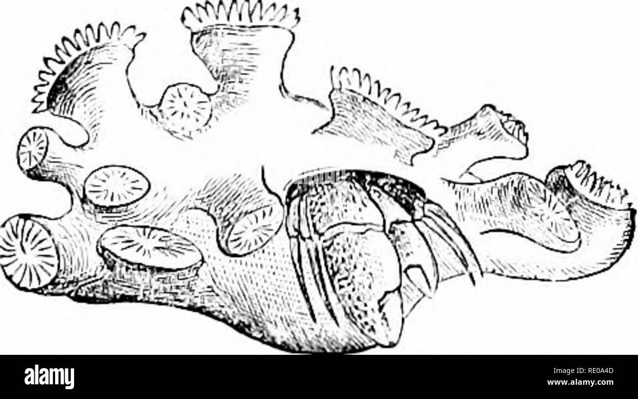 Ant slavery hi-res stock photography and images - Alamy