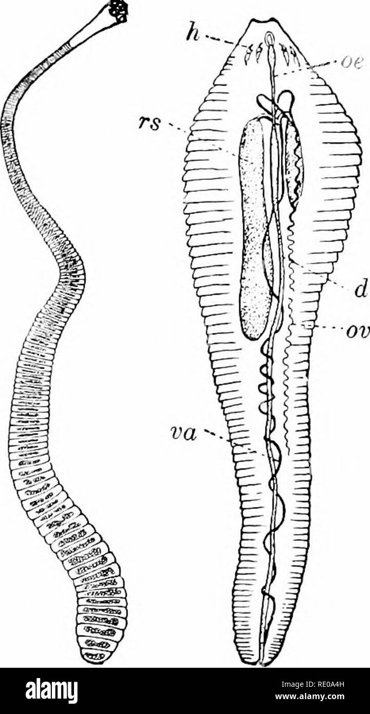 . A manual of zoology. Zoology. (ECOLOGY. 169 ing power and well ...