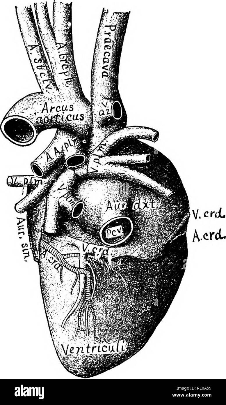 Heart dissection Cut Out Stock Images & Pictures - Alamy