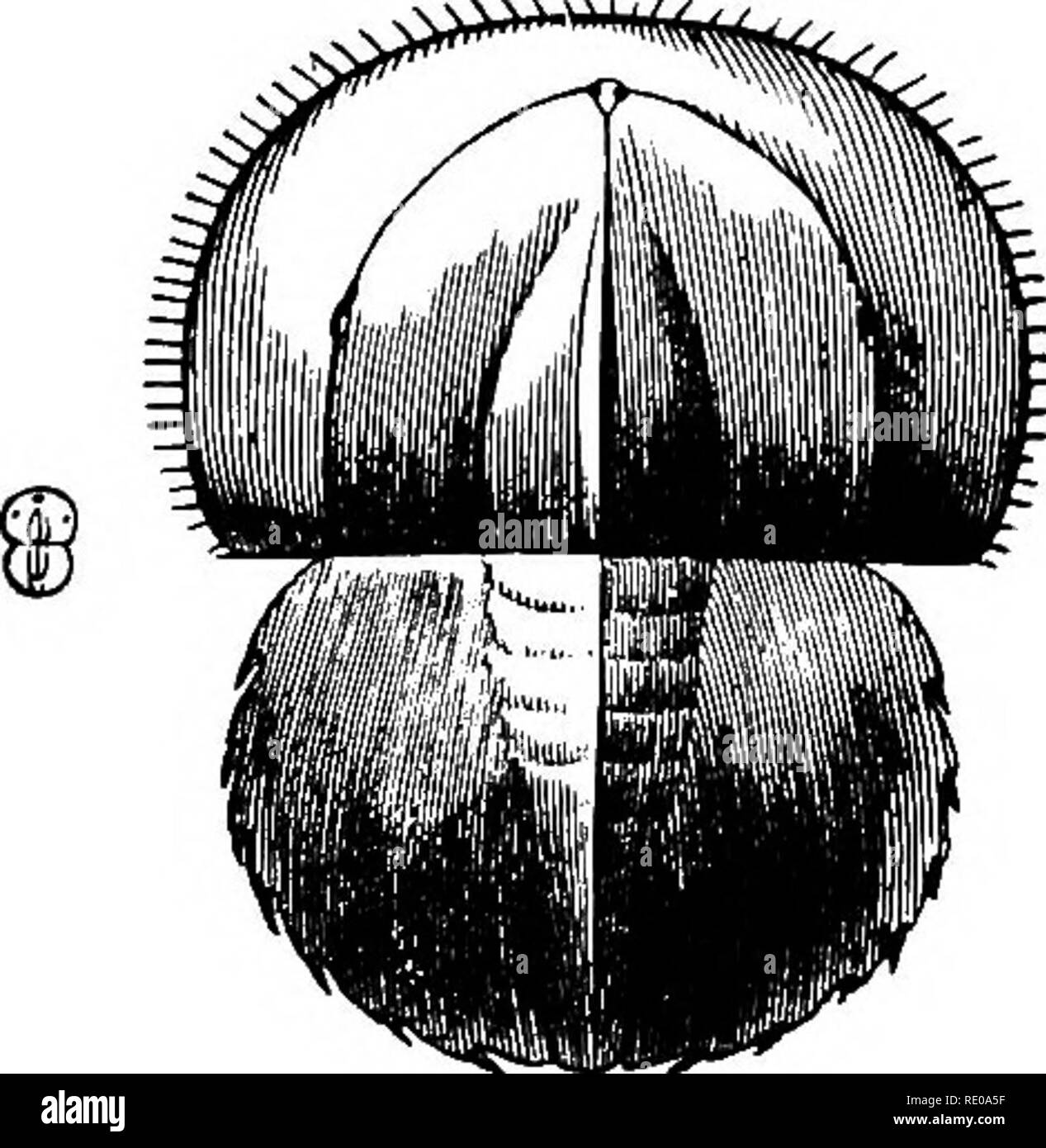 . Zoology for high schools and colleges. Zoology. RELATIONSHIP OF ...