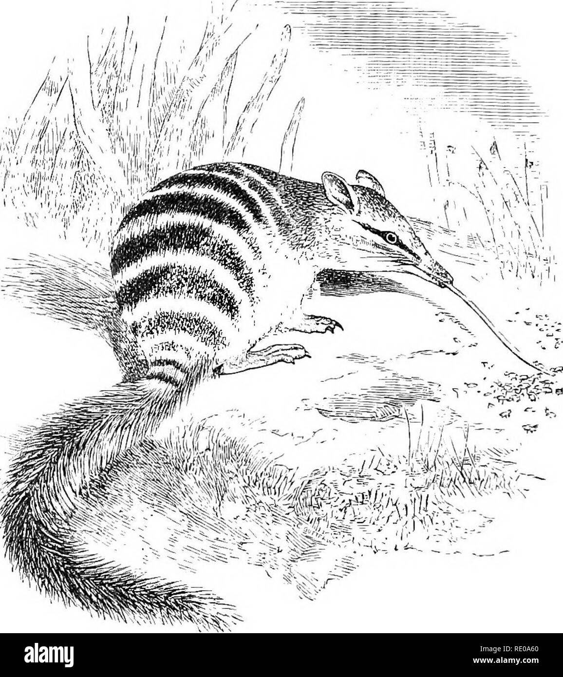 . An introduction to the study of mammals living and extinct. Mammals ...