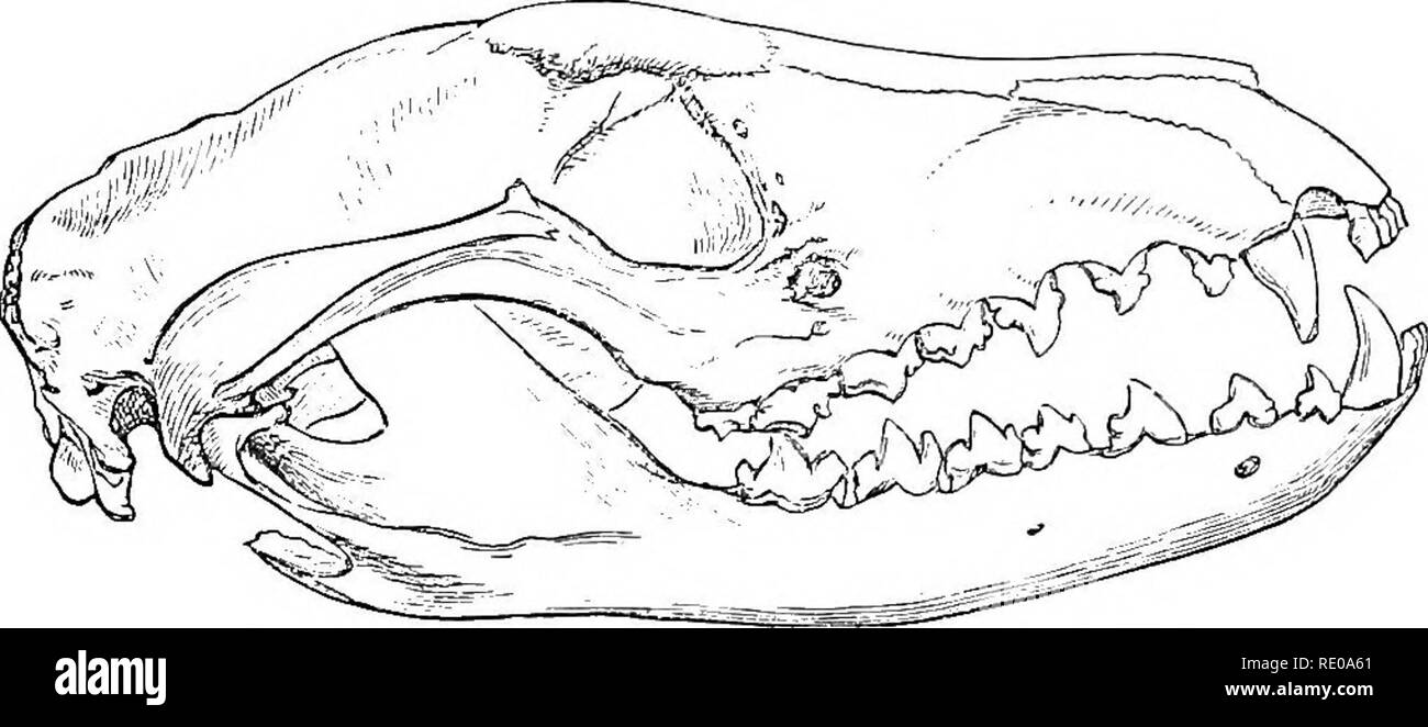 . An introduction to the study of mammals living and extinct. Mammals ...