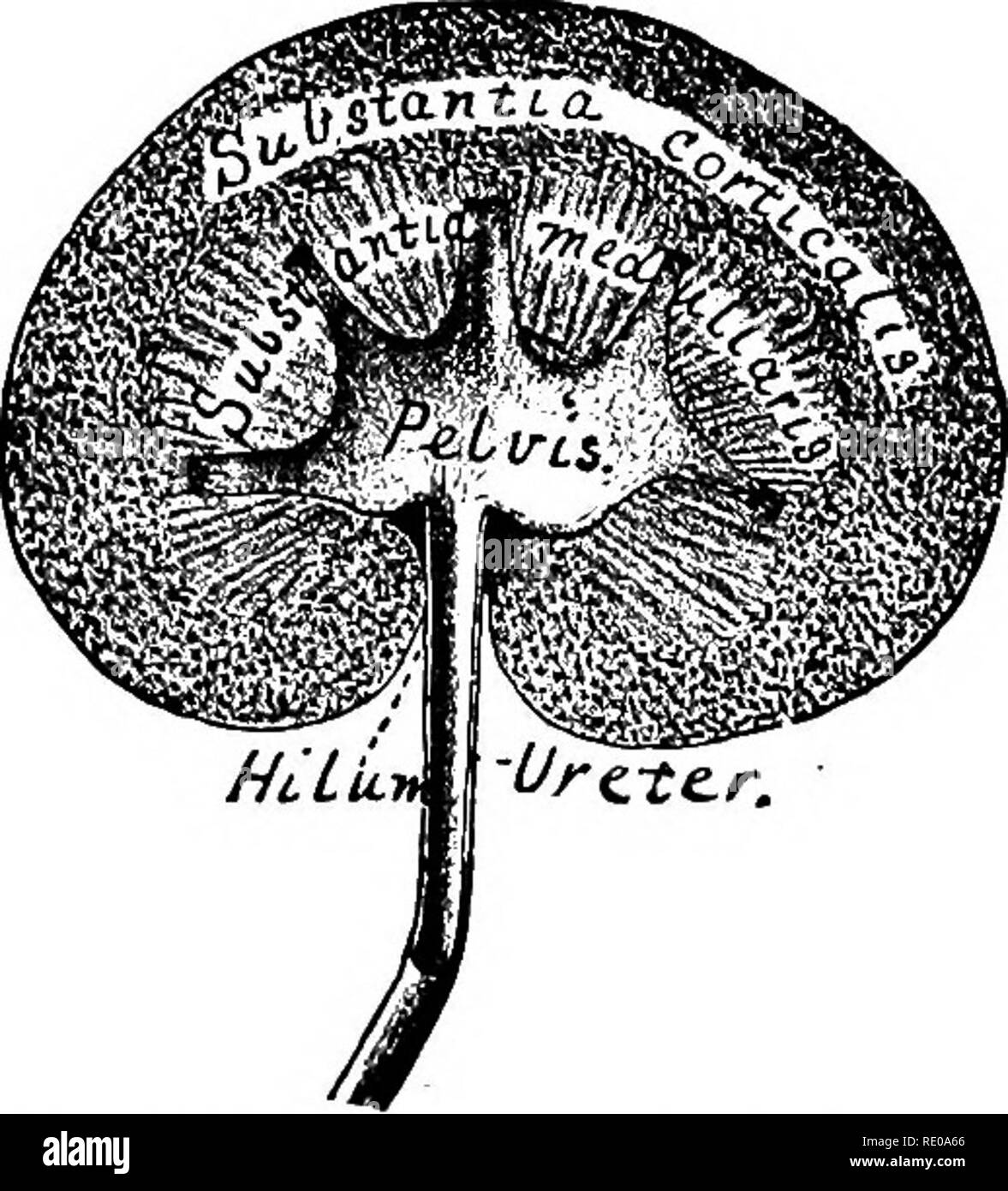 Pig kidney anatomy Black and White Stock Photos & Images - Alamy