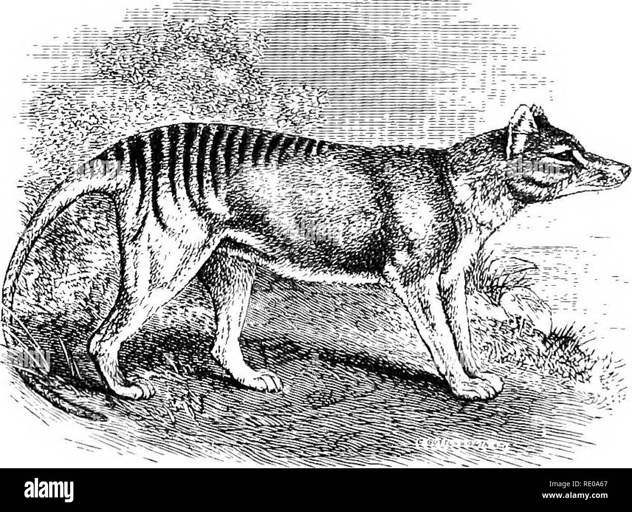. An introduction to the study of mammals living and extinct. Mammals ...
