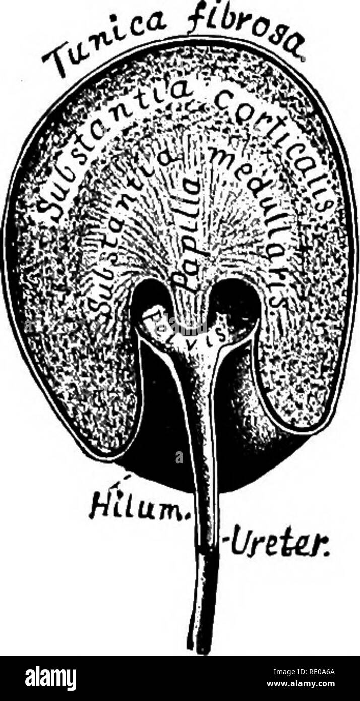 . Anatomical technology as applied to the domestic cat; an introduction ...