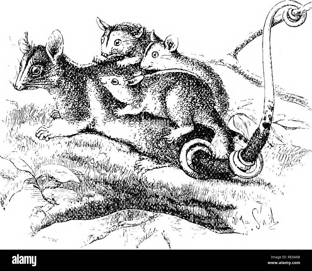 Shrew opossum Black and White Stock Photos & Images - Alamy