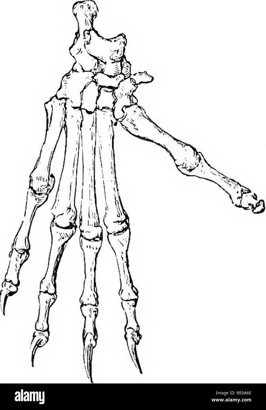 Opposable toes Cut Out Stock Images & Pictures - Alamy