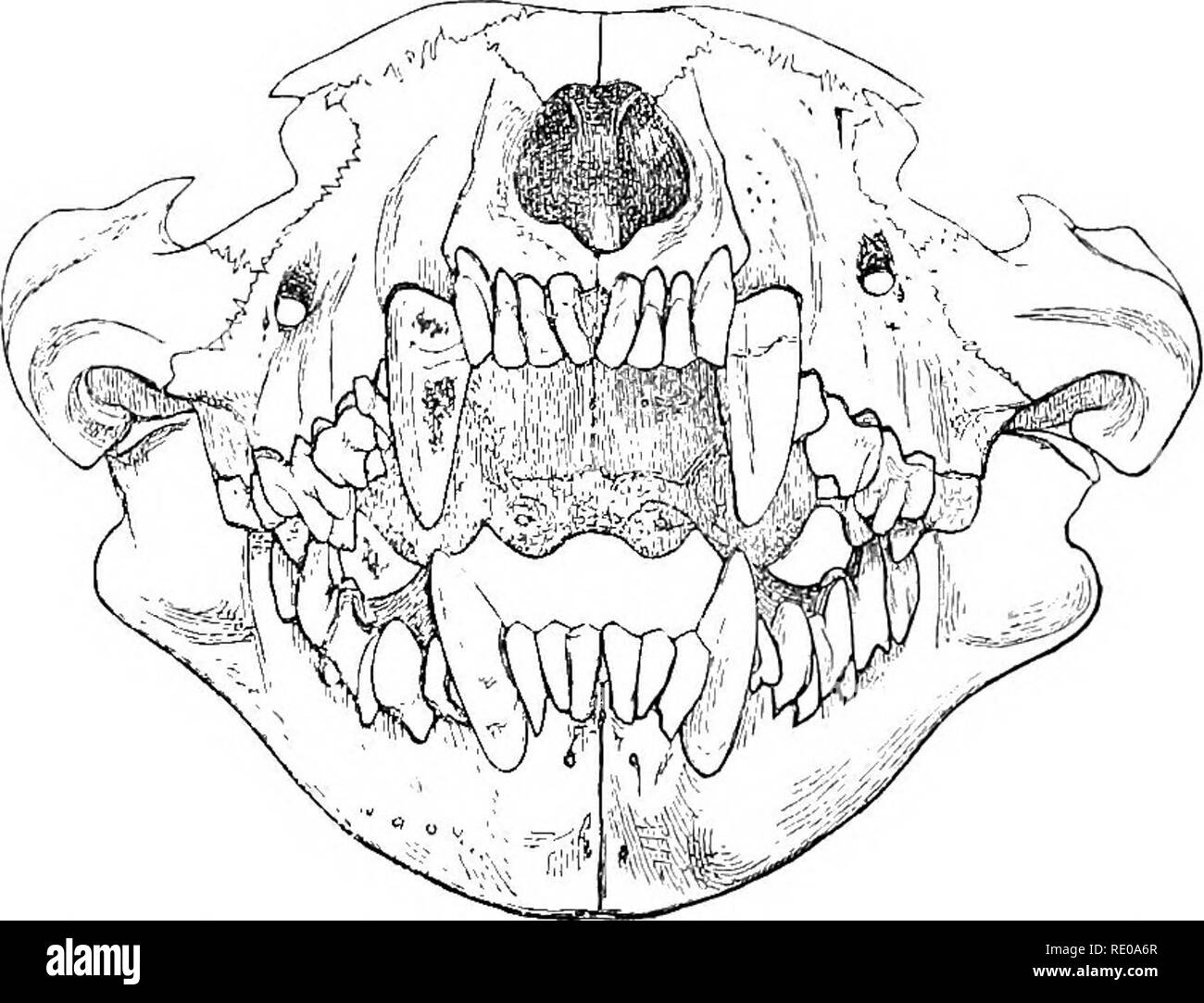 Gullet passage Black and White Stock Photos & Images - Alamy