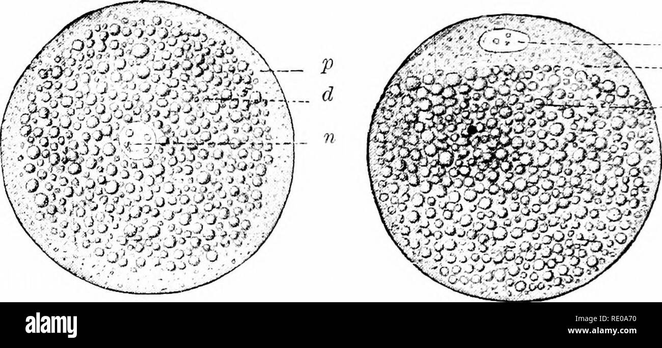 . A manual of zoology. Zoology. 152 GENERAL rillNCIVLES OF ZOOLOGY. of ...