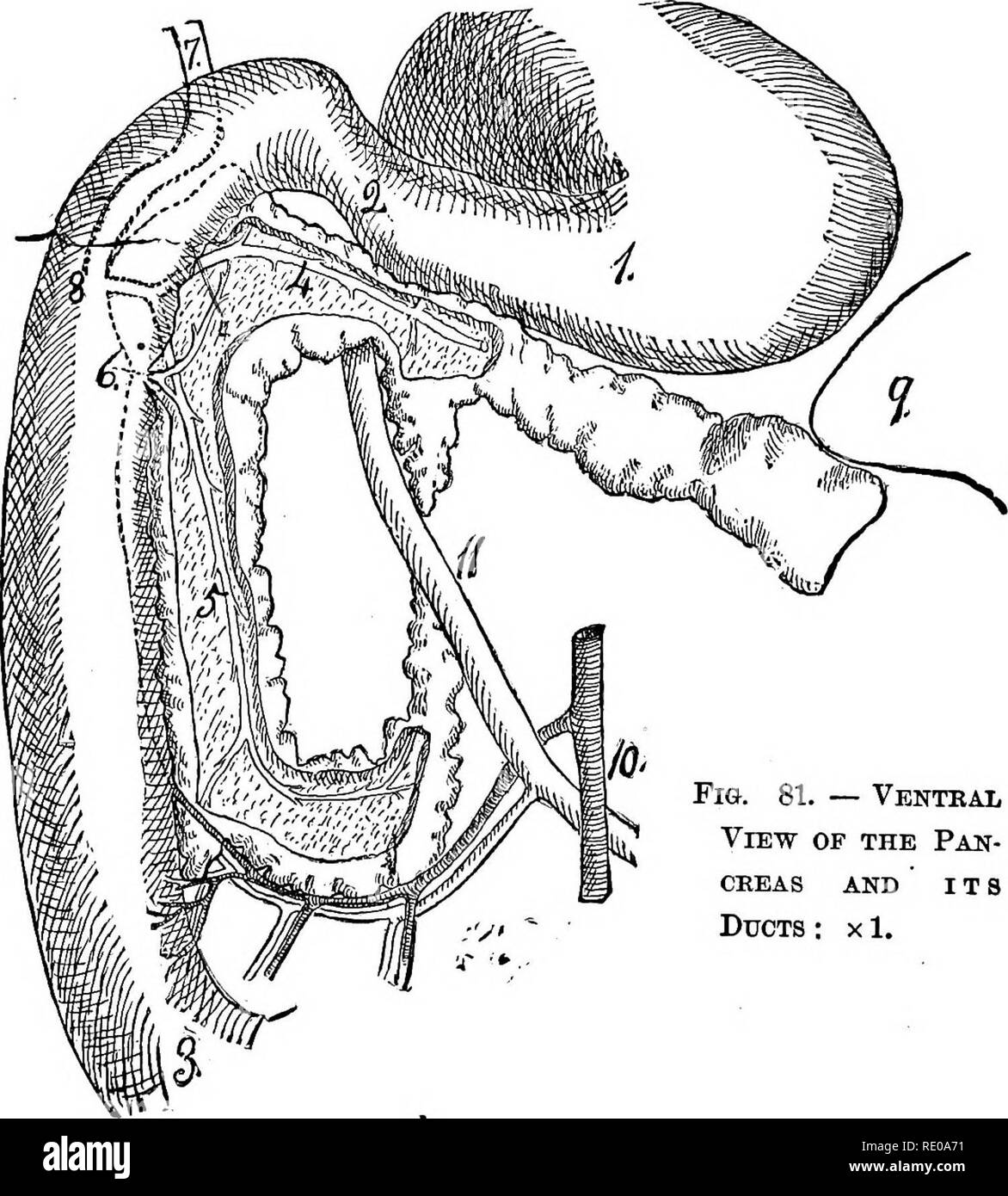 . Anatomical technology as applied to the domestic cat; an introduction ...
