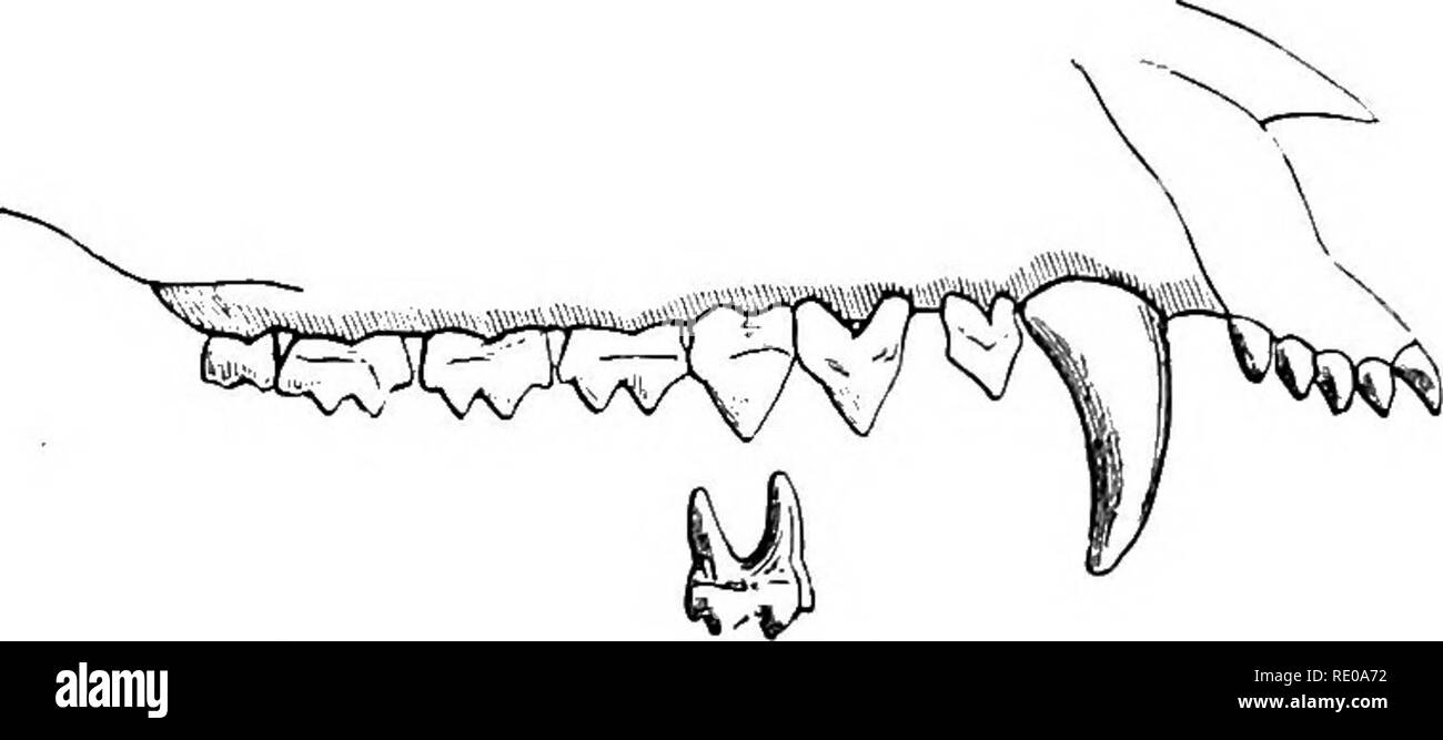 . An introduction to the study of mammals living and extinct. Mammals ...