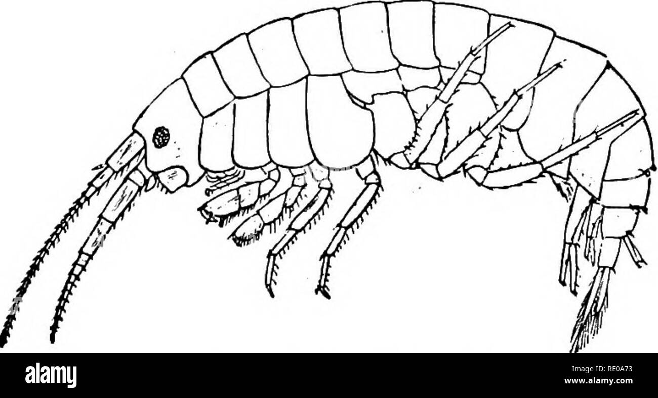 Common fish louse hi-res stock photography and images - Alamy