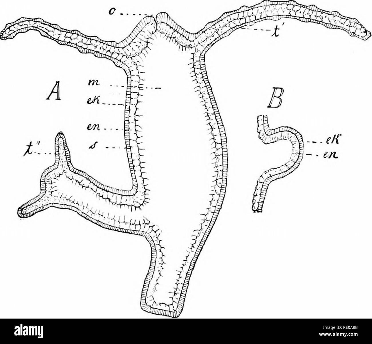 Transverse Plane Animal
