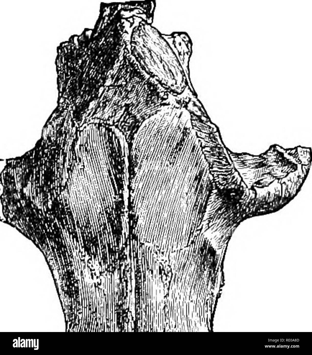 . An introduction to the study of mammals living and extinct. Mammals ...