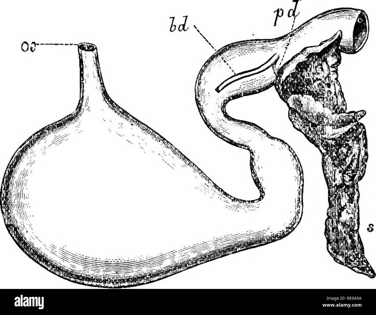 . An introduction to the study of mammals living and extinct. Mammals ...