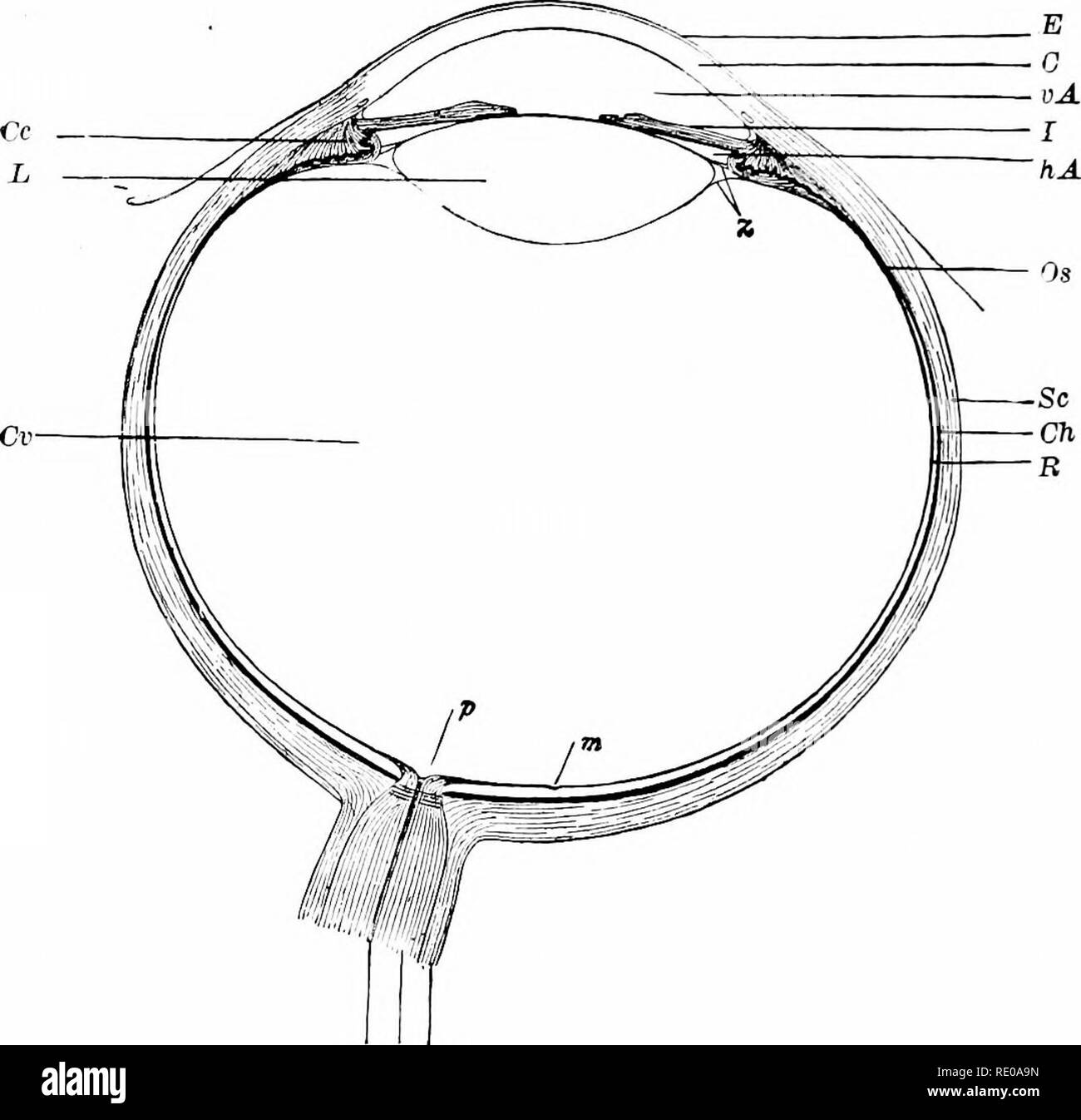 Reticular fibre Black and White Stock Photos & Images - Alamy