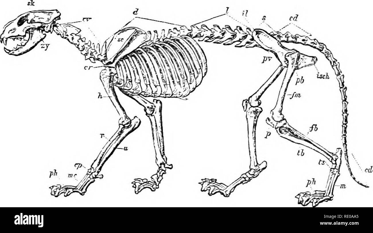 . An introduction to the study of mammals living and extinct. Mammals ...