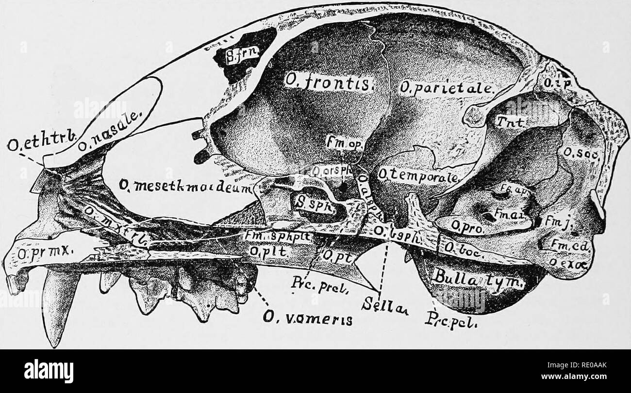 . Anatomical technology as applied to the domestic cat; an introduction ...